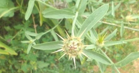 les fruits bios du sud: les bienfaits de la centaurée chausse-trappe