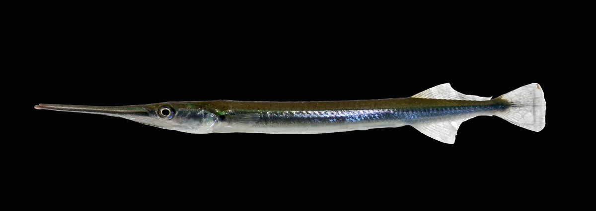 Xenentodon cancila - Freshwater garfish - yonna | FRESHWATER FISHES OF ...