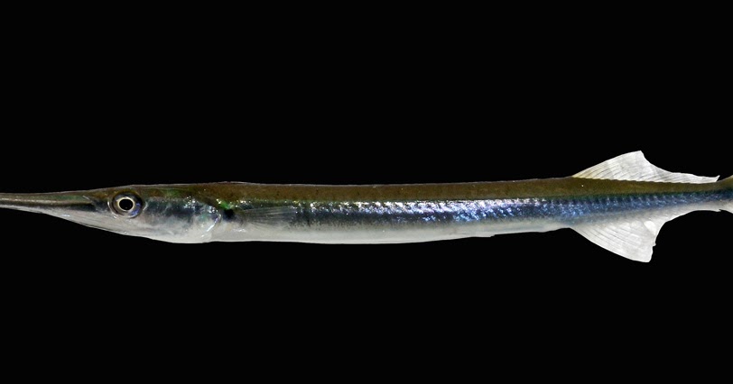 Xenentodon cancila - Freshwater garfish - yonna | FRESHWATER FISHES OF ...