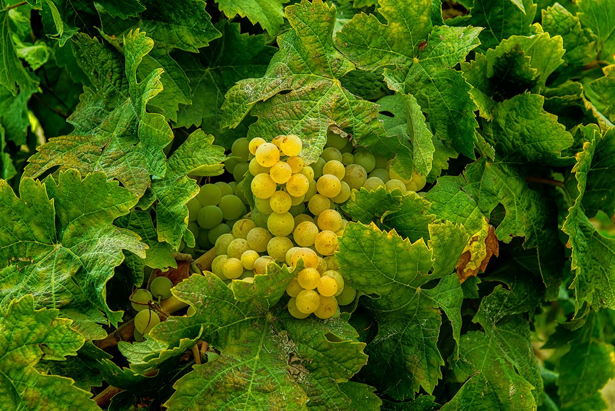 arrovilla: Las cepas, cunas de la uva