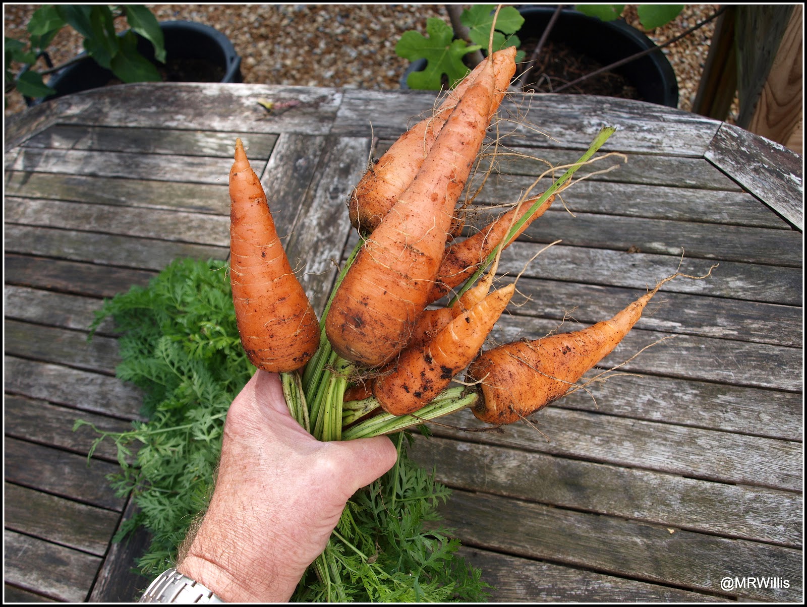 Mark's Veg Plot: A carrot for every reason...
