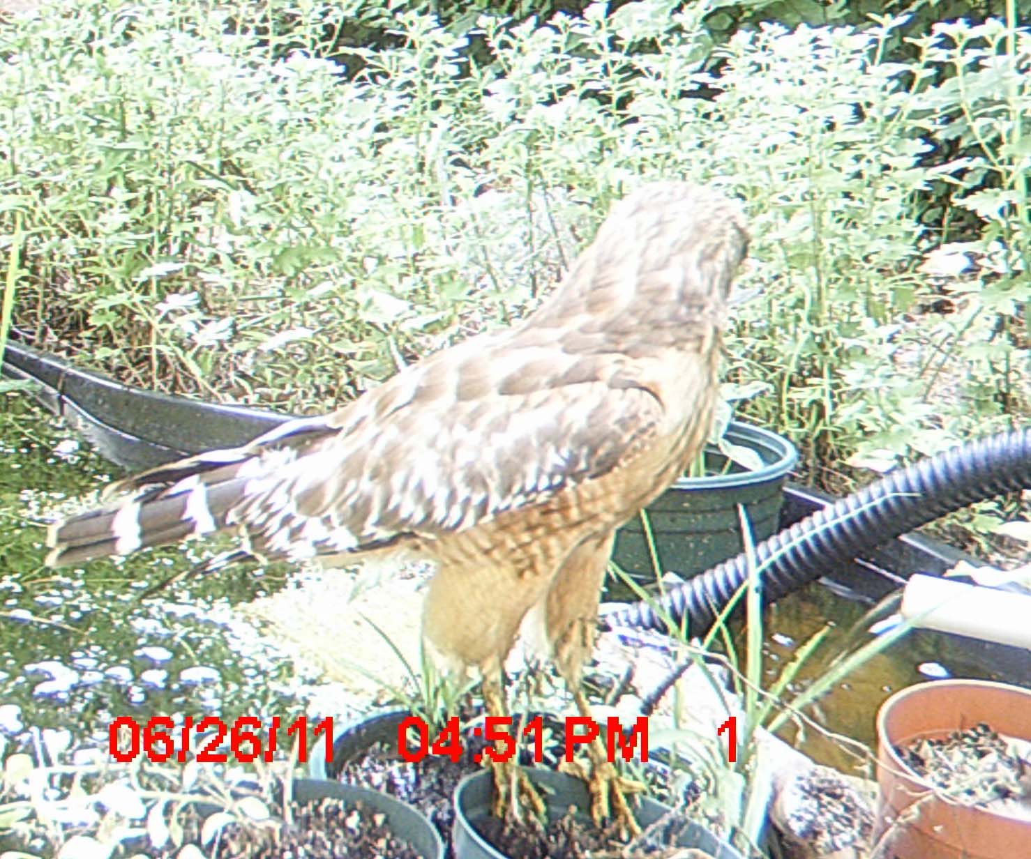 Backyard Pond: Hawk at Midsize Pond