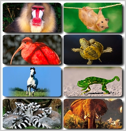 Multi Animals Wallpaper 2 ~ Blast of Wallpapers
