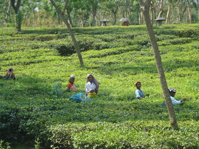 Dooars Ecoviillege: Take a Test on the Old Tribal Culture at Toto para ...