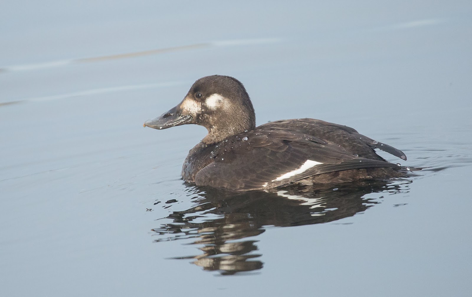 Austin's Birding Blog: 16/12/2018 High Rid Reservoir, Bolton