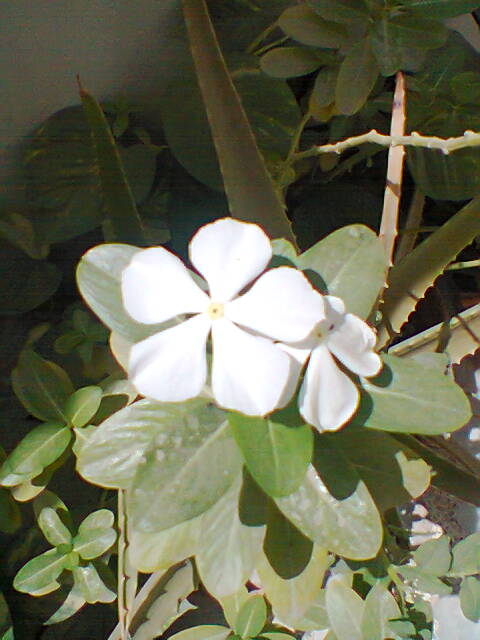 Spreebird wildlife: SADABAHAR FLOWER