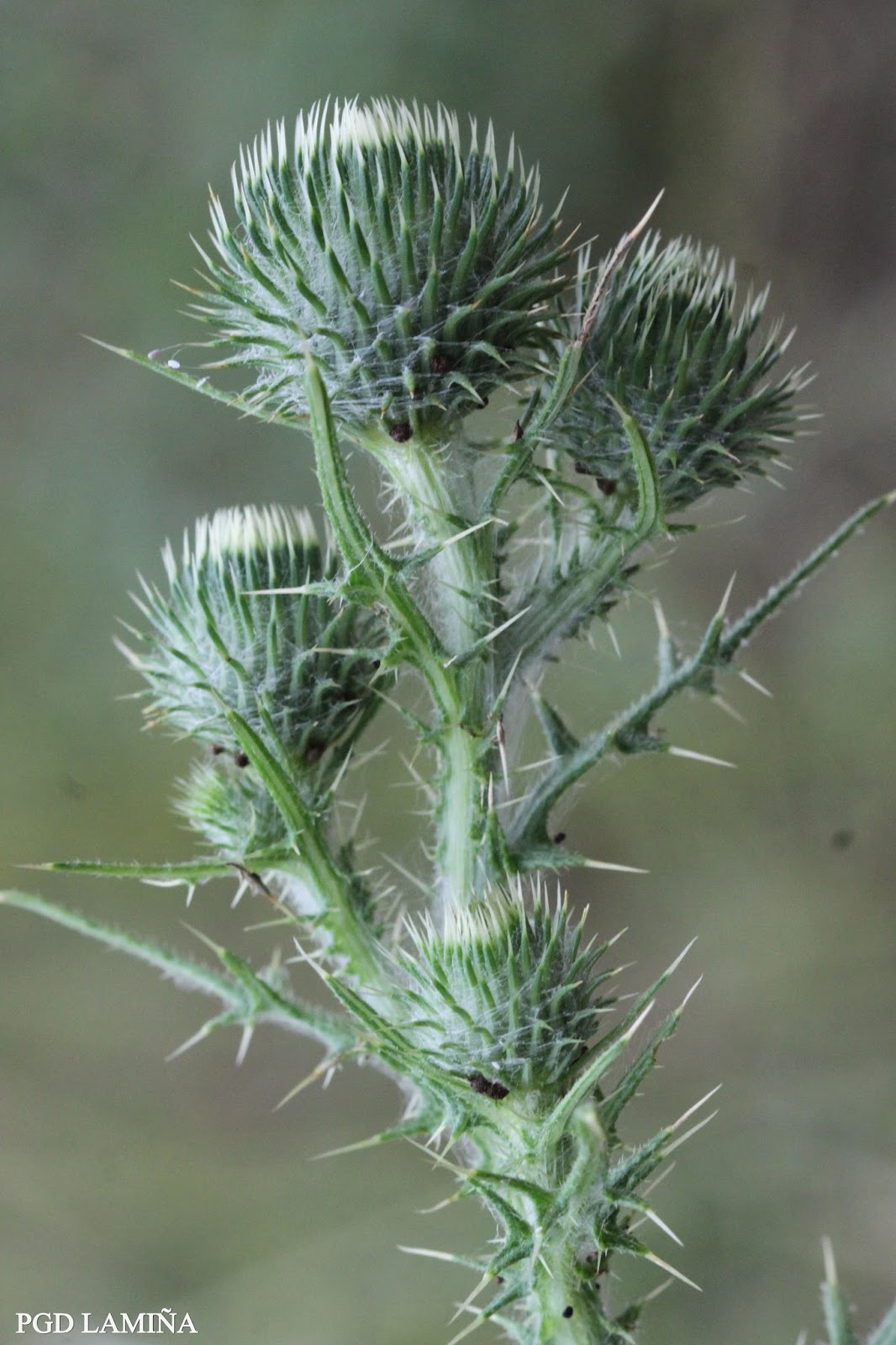 CIRSIUM VULGARE. cardo lanceolado.