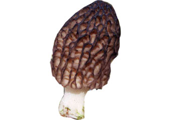 COOKING WITH KIWI: MORILLAS RELLENAS