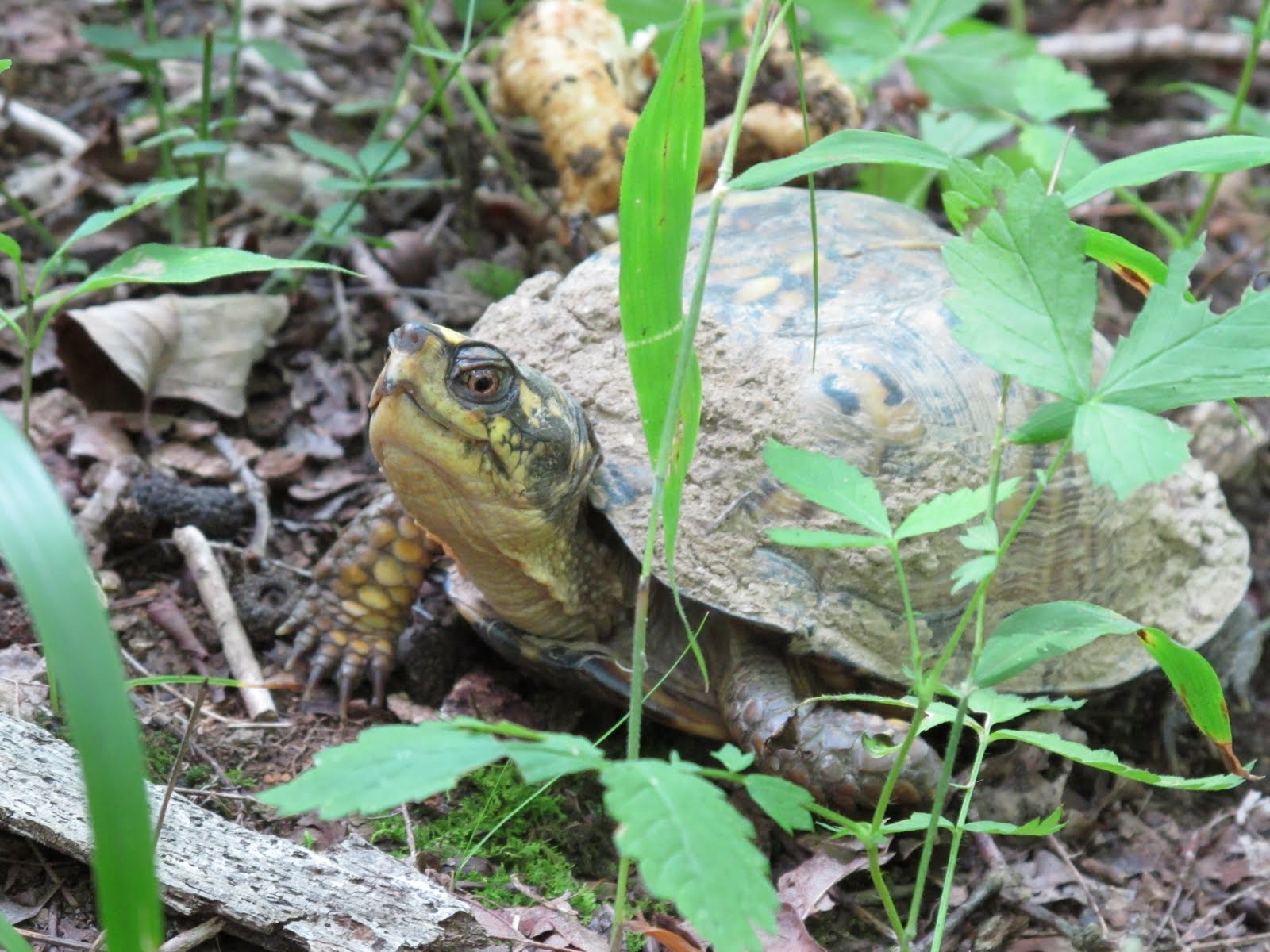 Blue Jay Barrens: Dirty Turtle