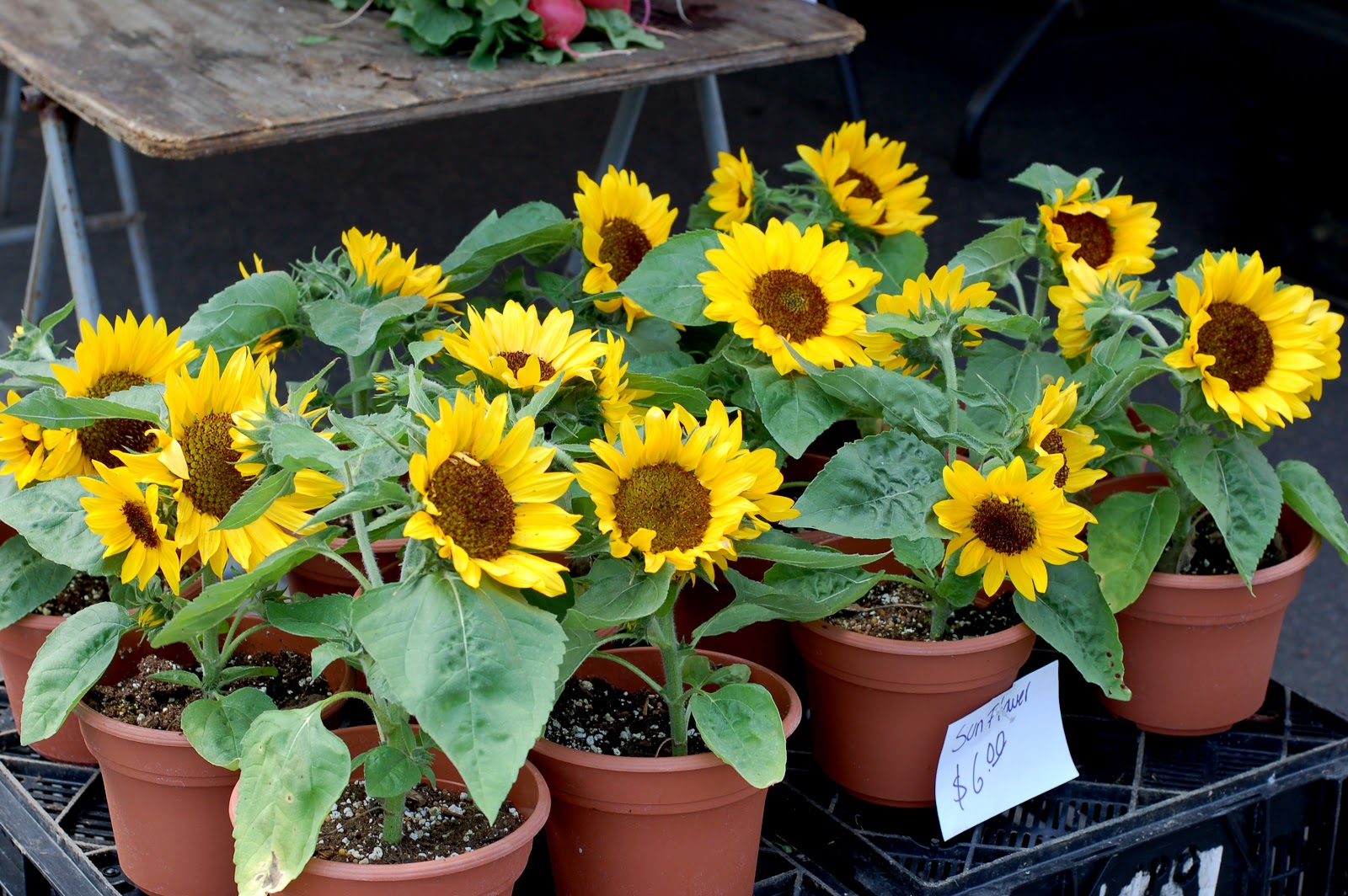 Meals With Morri: Locally Known. Virginia Grown.