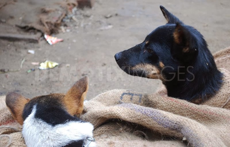 A tribal Naga Peoples food's ~ Feather Fear