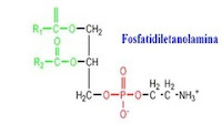 Conceptos de Bioquimica: LIPIDOS Y ACIDOS NUCLEICOS