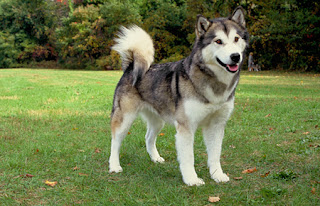 BRANDYKEGS: Alaska's State Dog - Alaskan Malamute