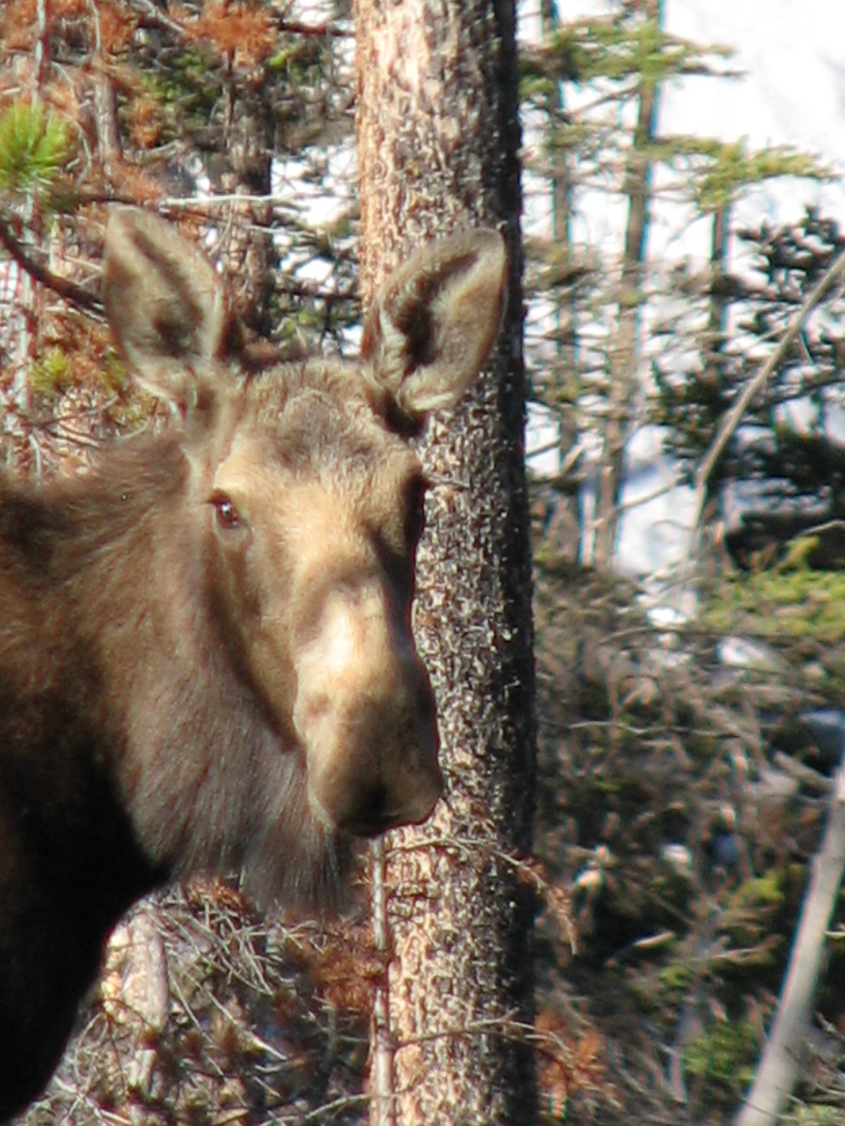 Big Old Goofy World: Weekend Surprises of the Critter Kind