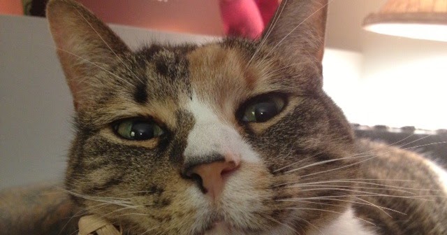 Catladyland: Cats are Funny: Kissable Kitty Muzzle