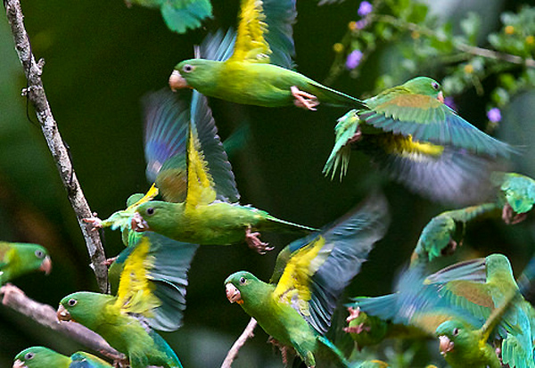 Bellas Aves de El Salvador: Brotogeris jugularis (periquita catalnica ...