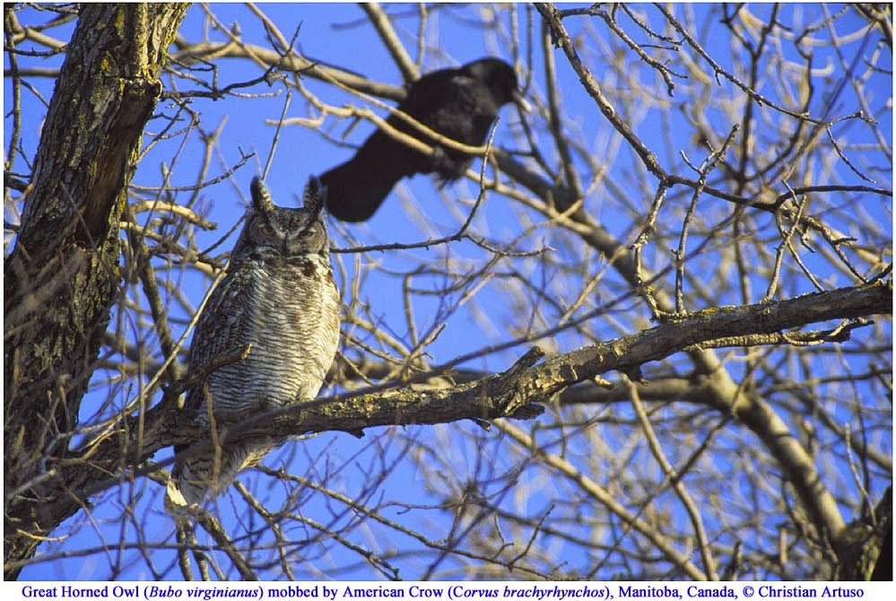 Christian Artuso: Birds, Wildlife: On the Mobbing of Owls