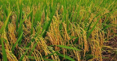 Paddy and Goddess Lakshmi – Hanging Made of Rice Grains | Hindu Blog