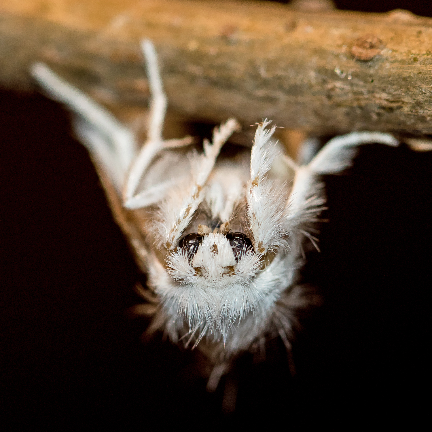 Butterflies, Dragonflies, Moths & other Insects: Yellow-tailed Moth