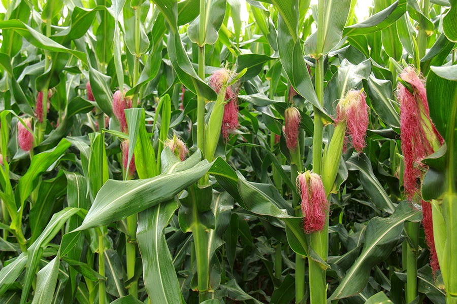DIÁRIO COM A NATUREZA: 15 DE MAIO - MILHARAL - MILHO - PLANTA - CEREAL ...