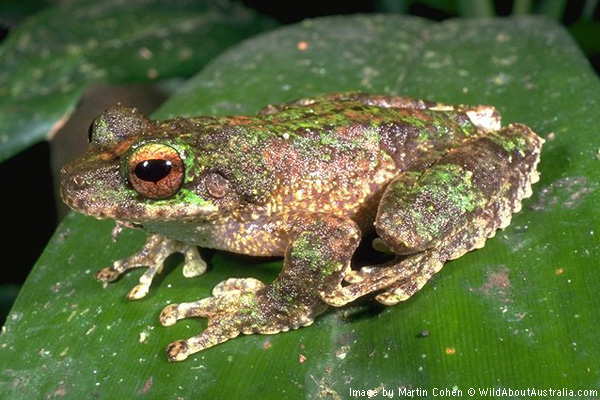Green-Eyed Tree Frog (Litoria genimaculata):facts the animal world