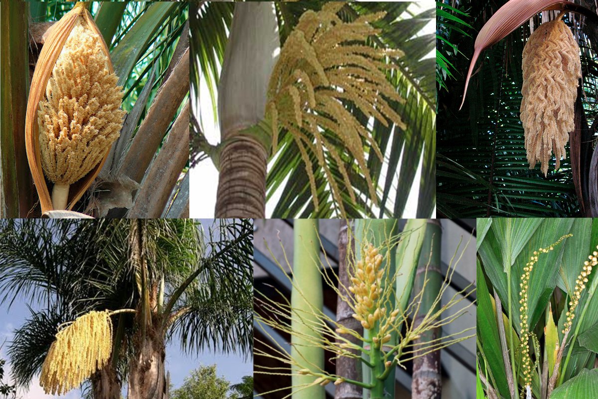 el Blog del Profe de Biolo: Familia Arecaceae