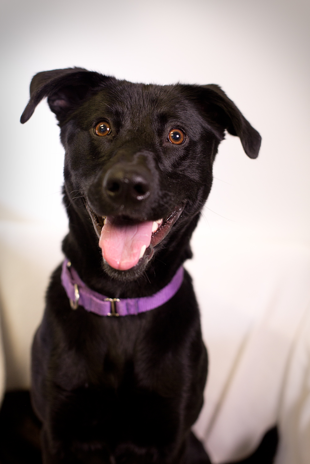 Shelter Dogs of Portland: "MOWGLI- playful lab/cattle dog mix