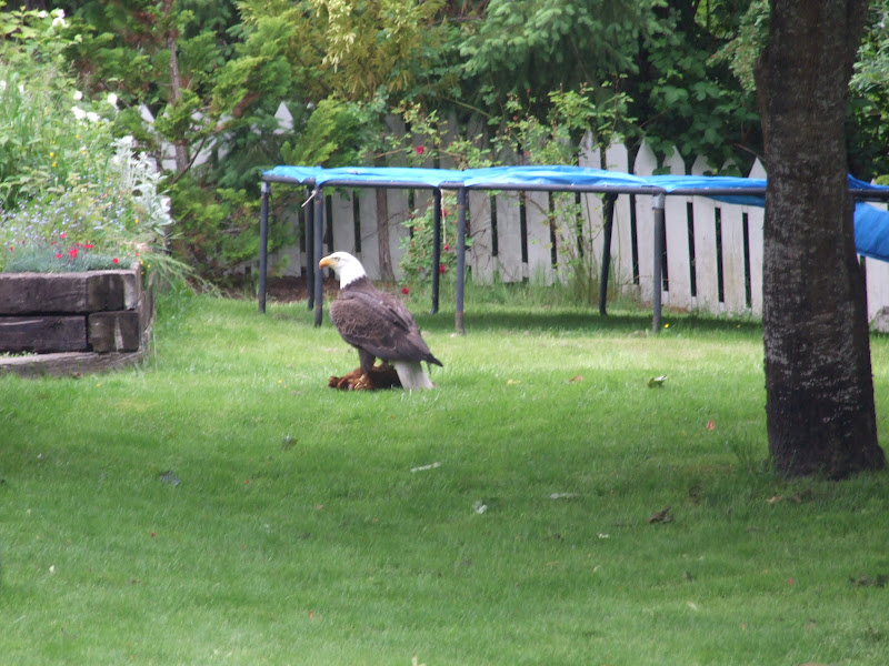 Willow Farm: The Bald Eagle vs our chicken