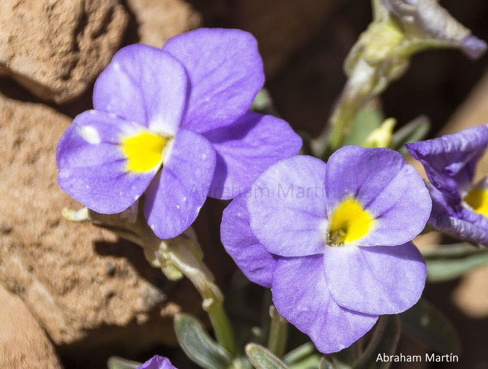 TENERIFE EN IMÁGENES: VIOLETA DEL TEIDE EN FLOR (MAYO, 2015)