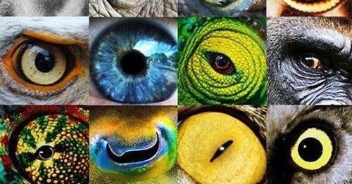 Animals eyes collection - Eyes of Nature - Incredibly Close-up Animal ...