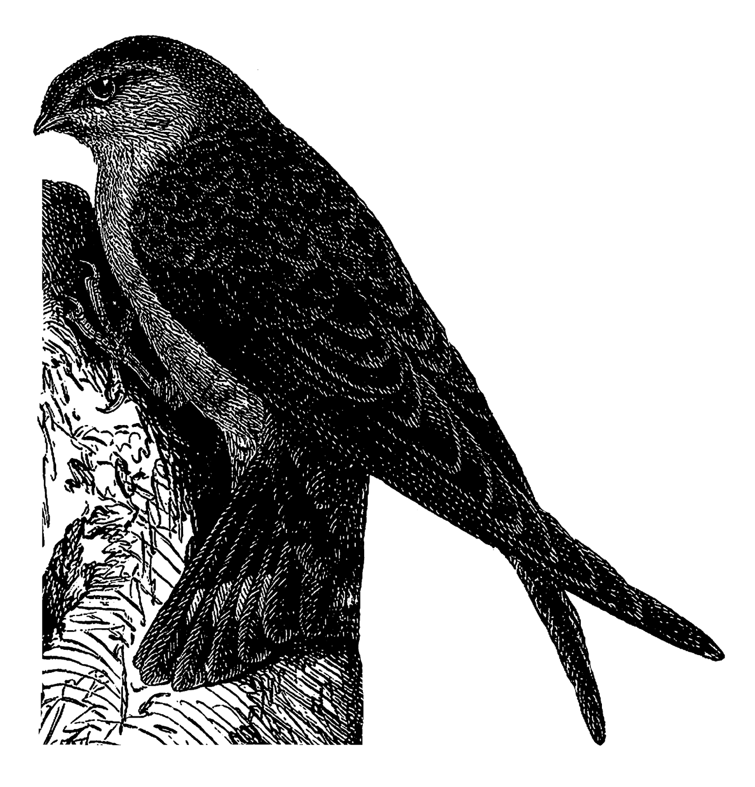 Digital Stamp Design: Bird Illustration Royalty Free Artwork Antique ...