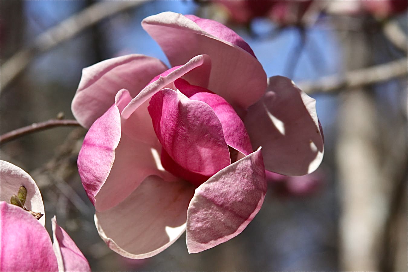 Sweet Southern Days: Japanese Magnolia Blossoms