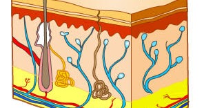 Pena Seorang Pelajar: Fungsi Kulit