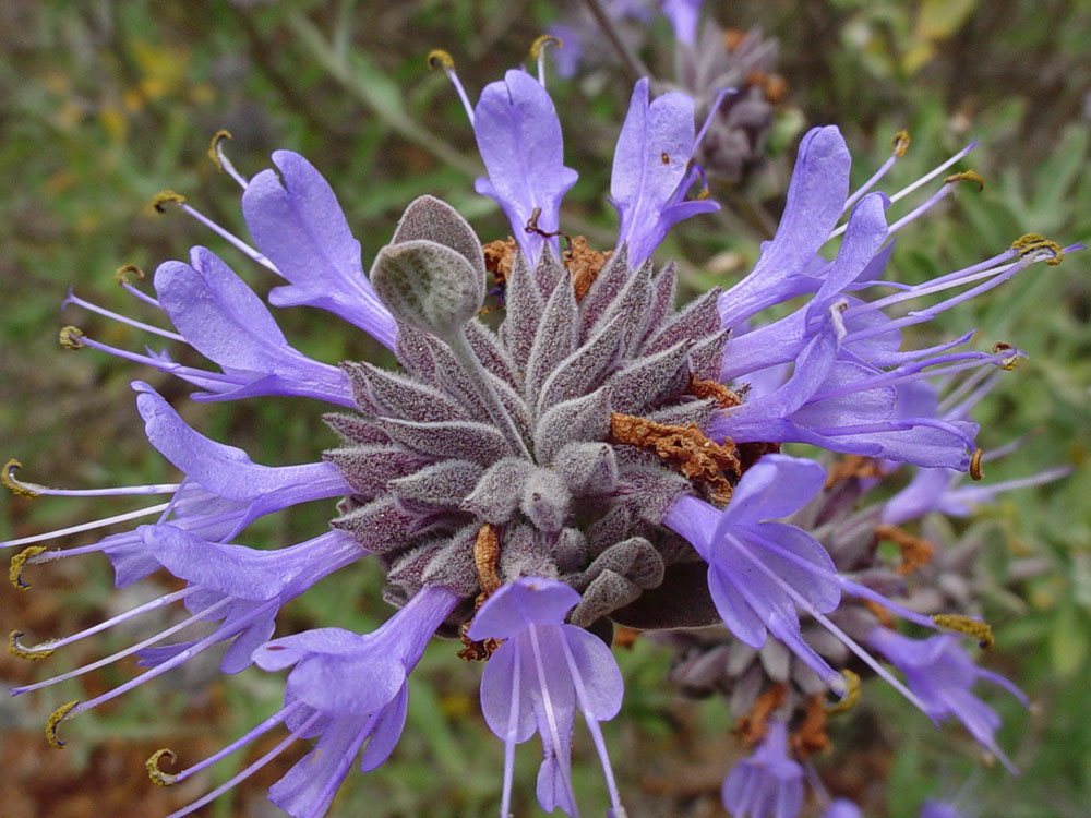 Mother Nature's Backyard - A Water-wise Garden: Plant of the Month ...