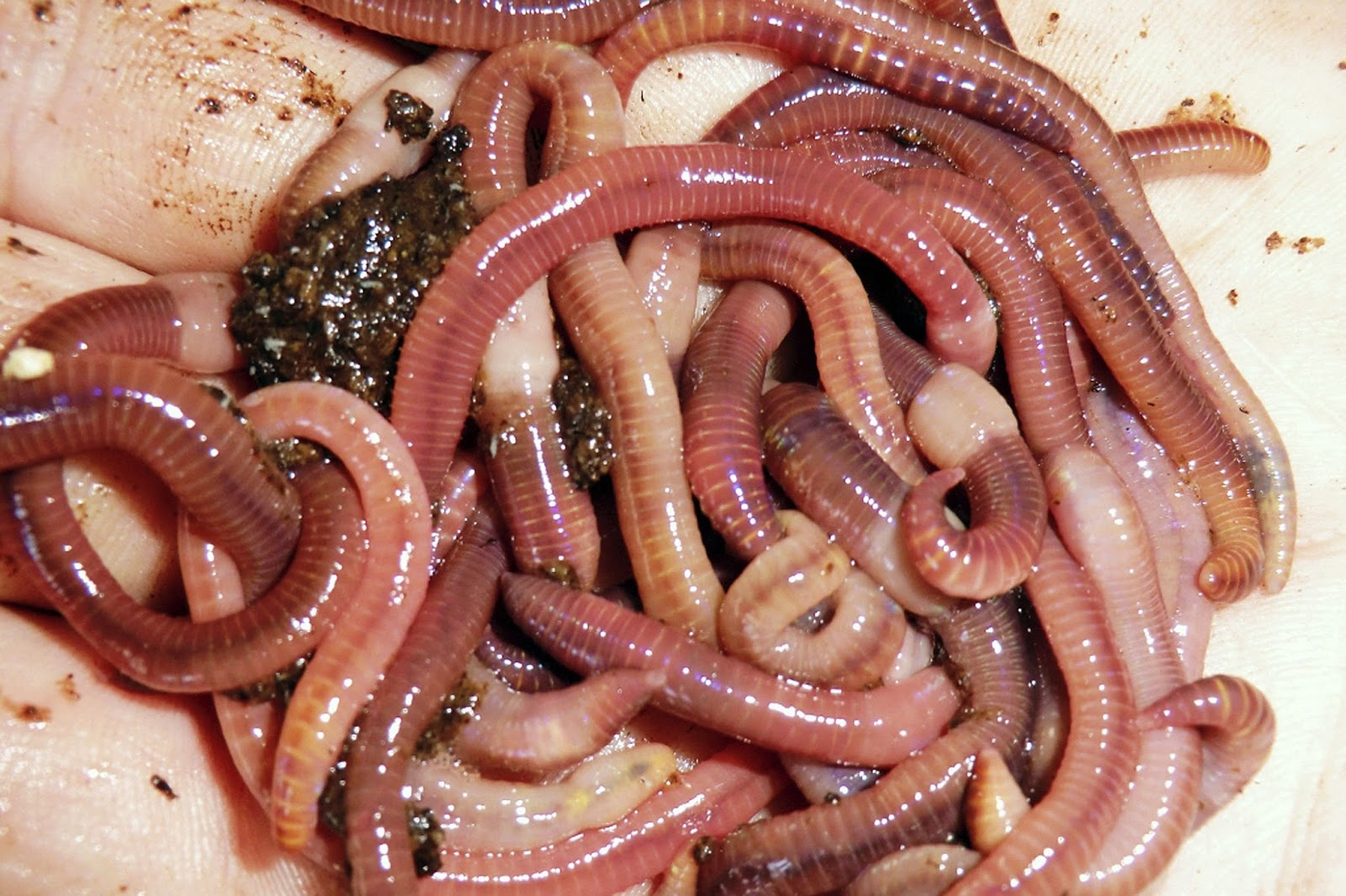 factores bióticos y abióticos: 2016