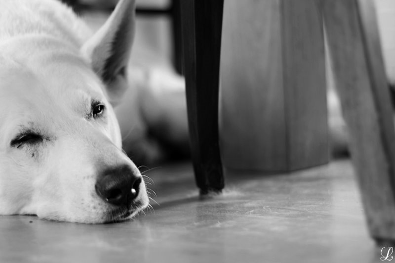 Dog Under the Table | Littlephotosite