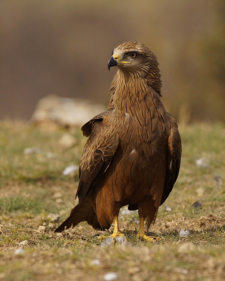 Pasión por las aves: Milano negro.(Milvus migrans)