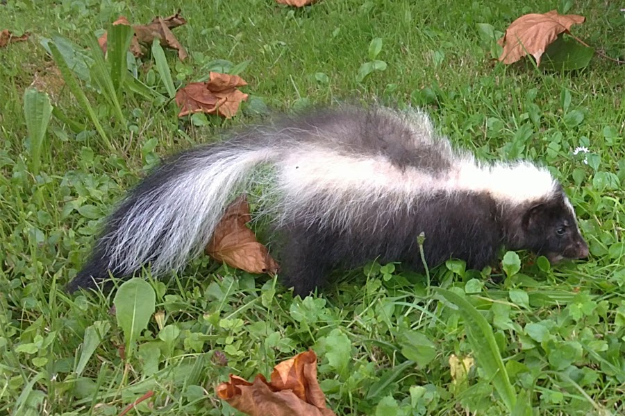 CRA QUERCUS: LOS ANIMALES