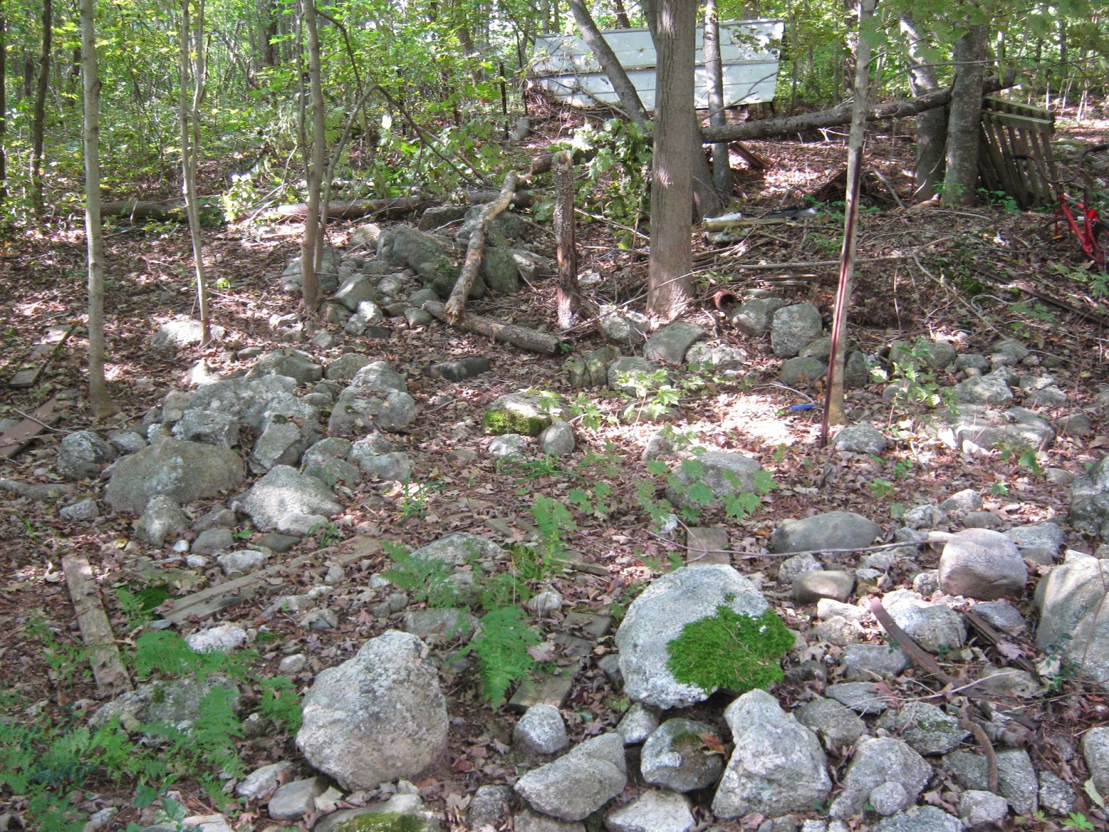 Waking Up on Turtle Island: Recognizing Possible Testudinate Indigenous ...