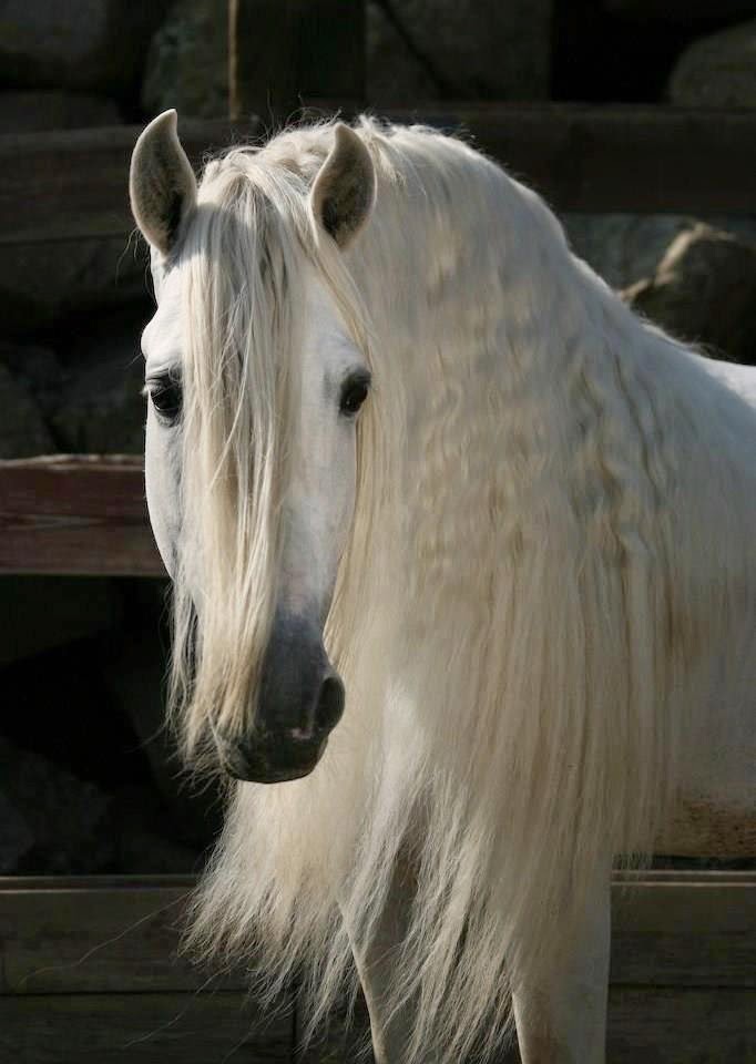 Rasy Koni: Koń Andaluzyjski