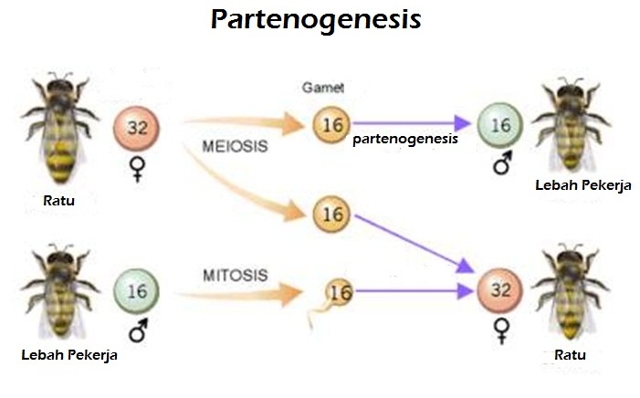 Partenogenesis | Kamus Biologi