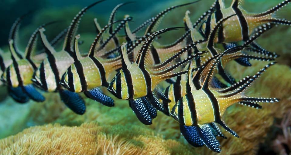 The Beauty of Underwater: Banggai Cardinal Fish