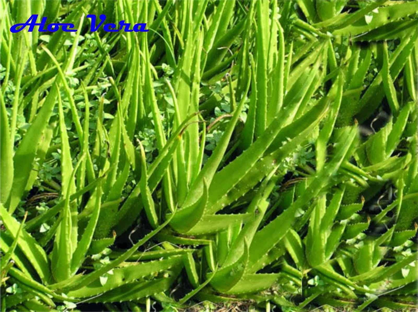 Aloe Vera for Health and Beauty - READ MORE POST