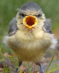 Demeur: Coo coo coo coo