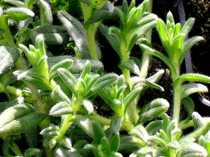 Hortus Italicus: Lithodora diffusa 'Heavenly Blue'