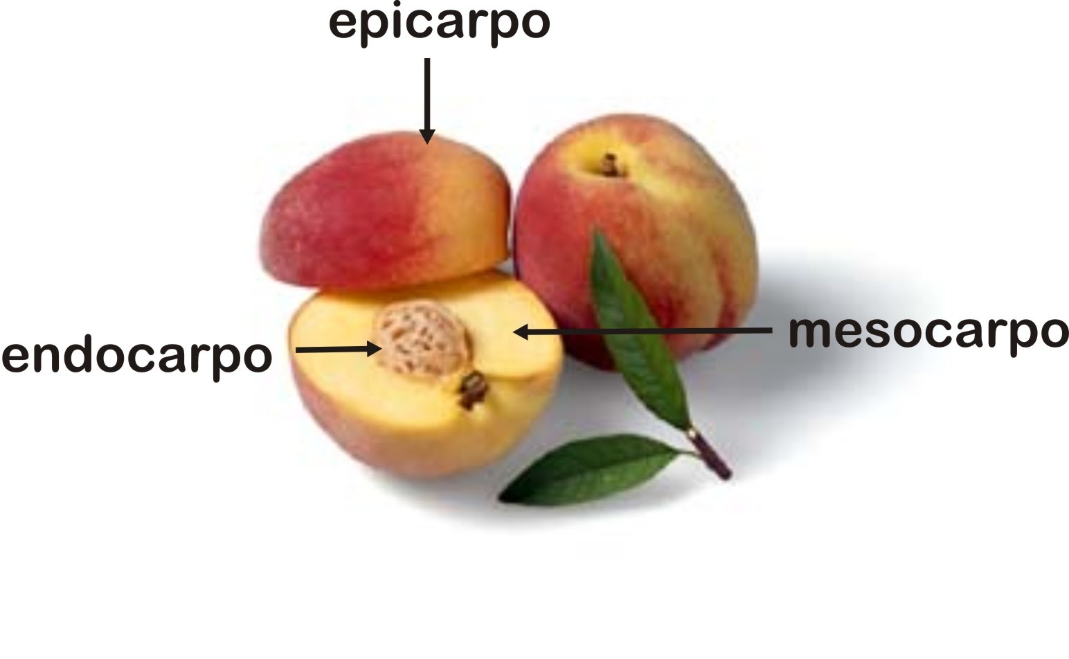 UMPEVERDE: TIPOS DE FOLHAS E FRUTOS 2º ANO