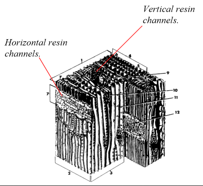 Zat Ekstraktif (Resin kayu)