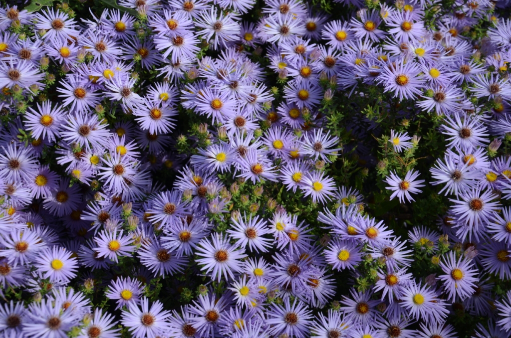 Ohio Birds and Biodiversity: Shale-barren Aster