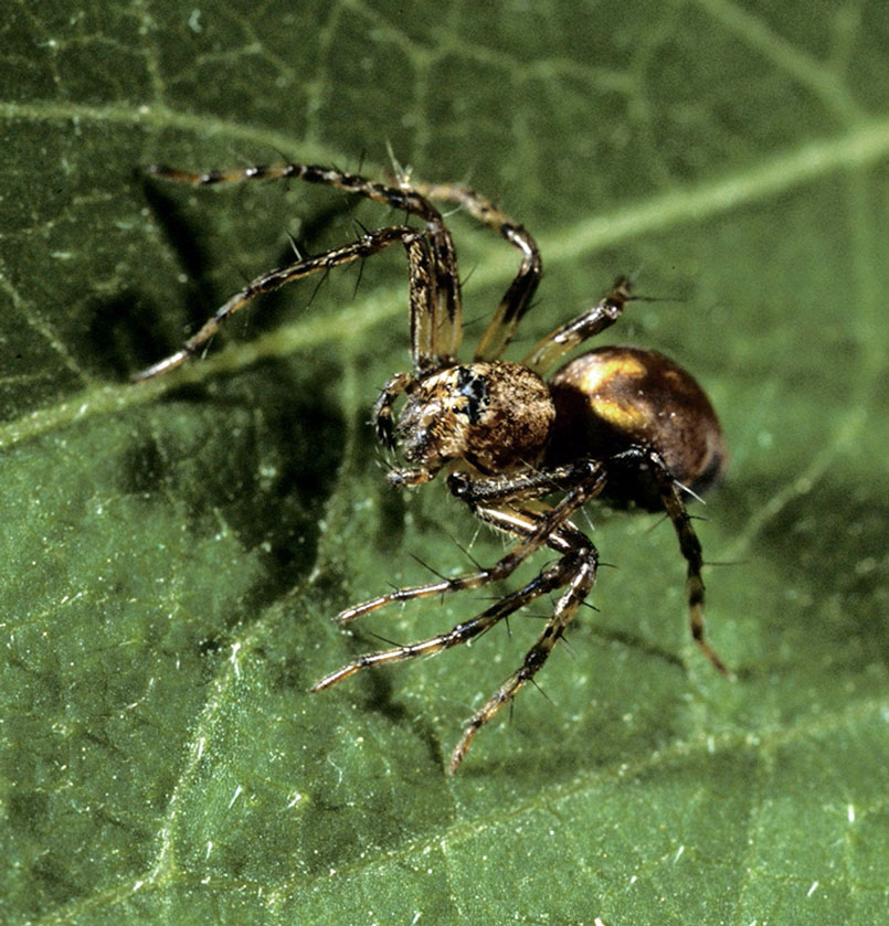 Field Biology in Southeastern Ohio: Ohio Spiders