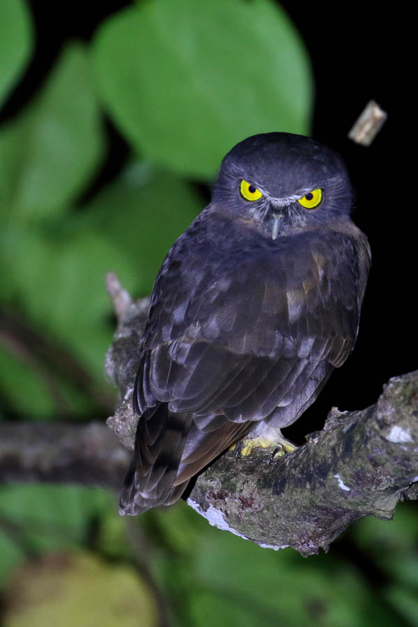 Christian Artuso: Birds, Wildlife: Owls of the Indian Subcontinent and ...